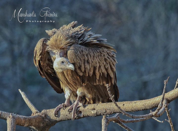 Scholarly work - Pokhara Bird Society