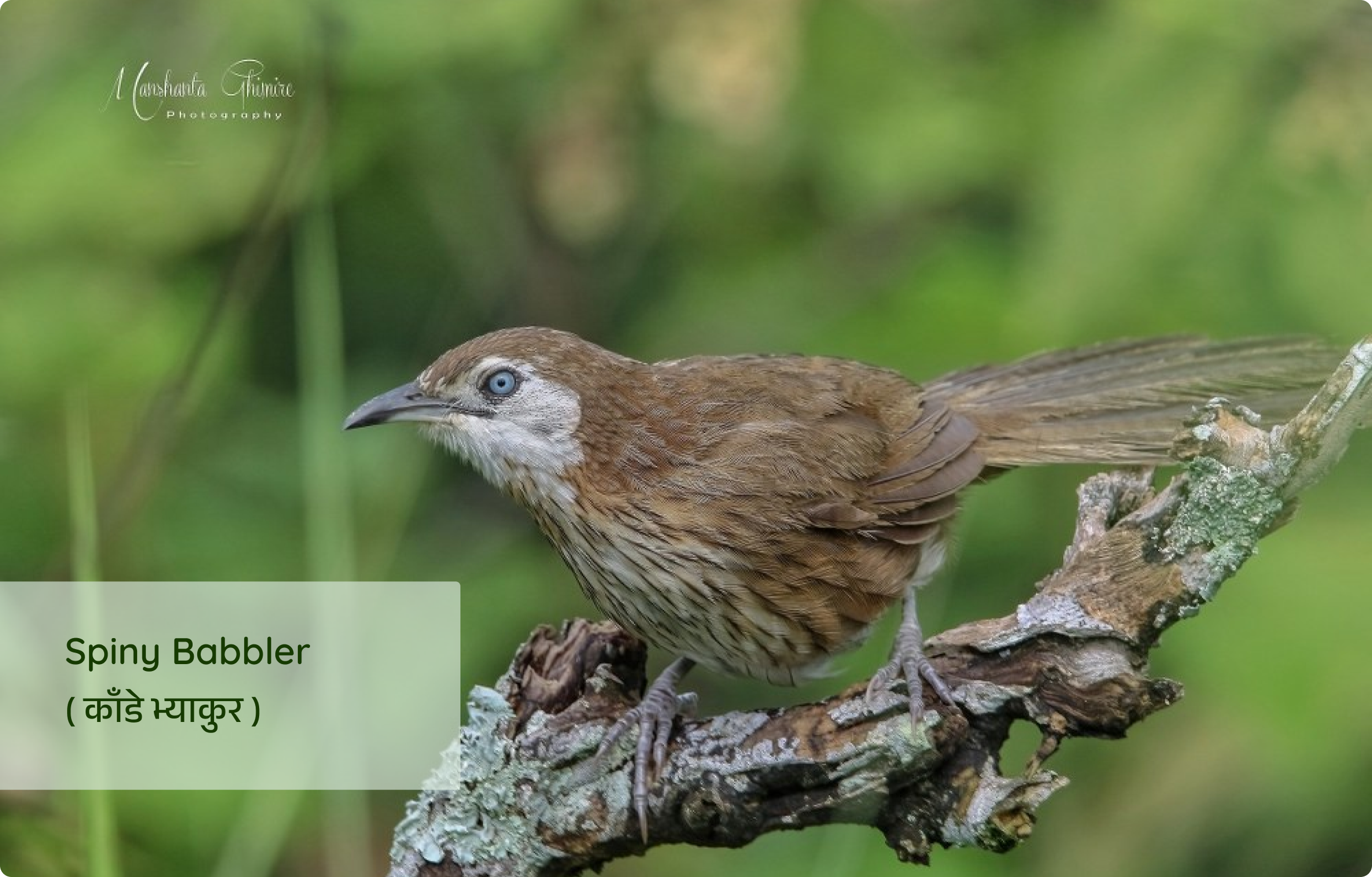Home - Pokhara Bird Society