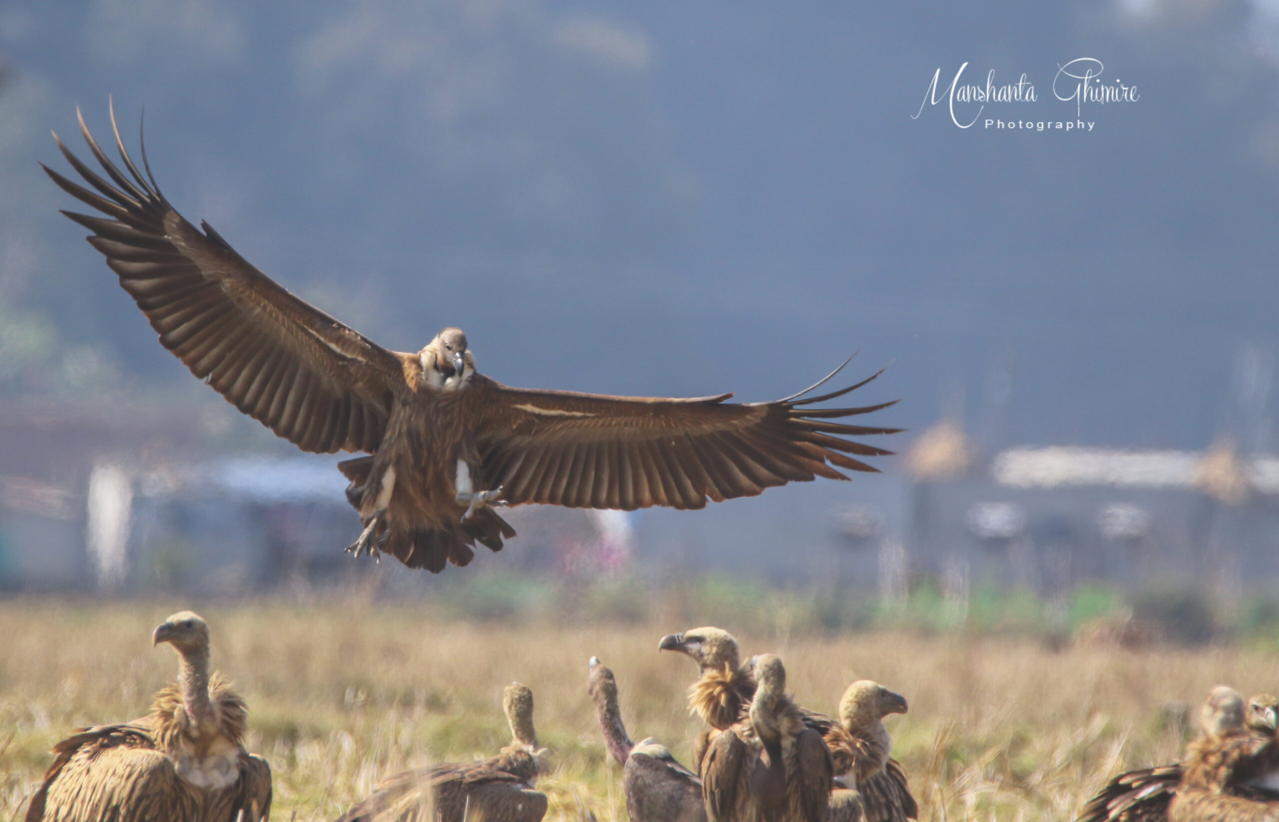 To study the probable future threats to vultures in and around proposed ...