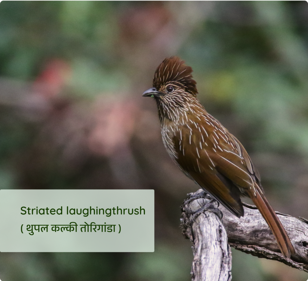 Home - Pokhara Bird Society