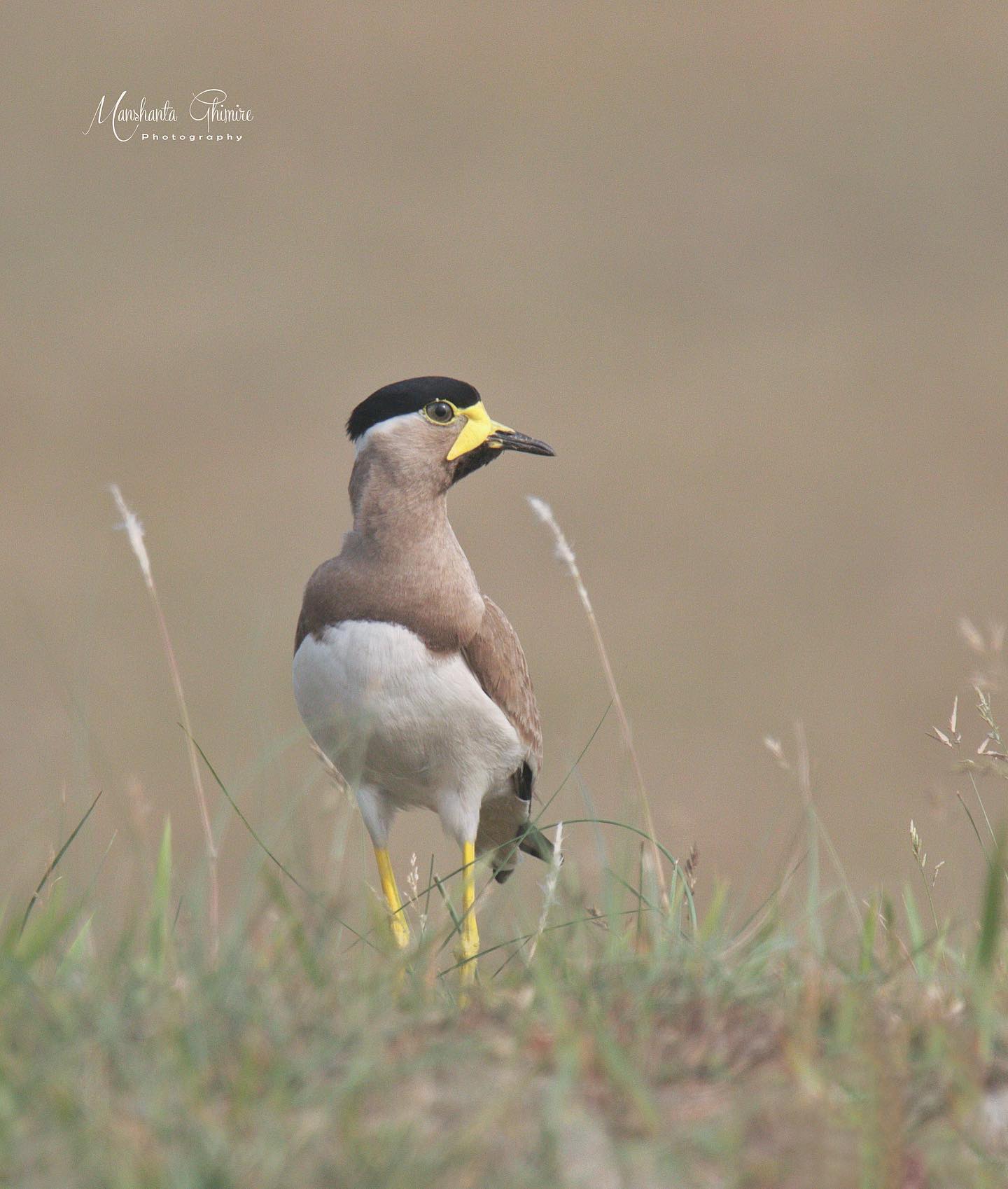 Yellow-wattled Lapwing - Pokhara Bird Society